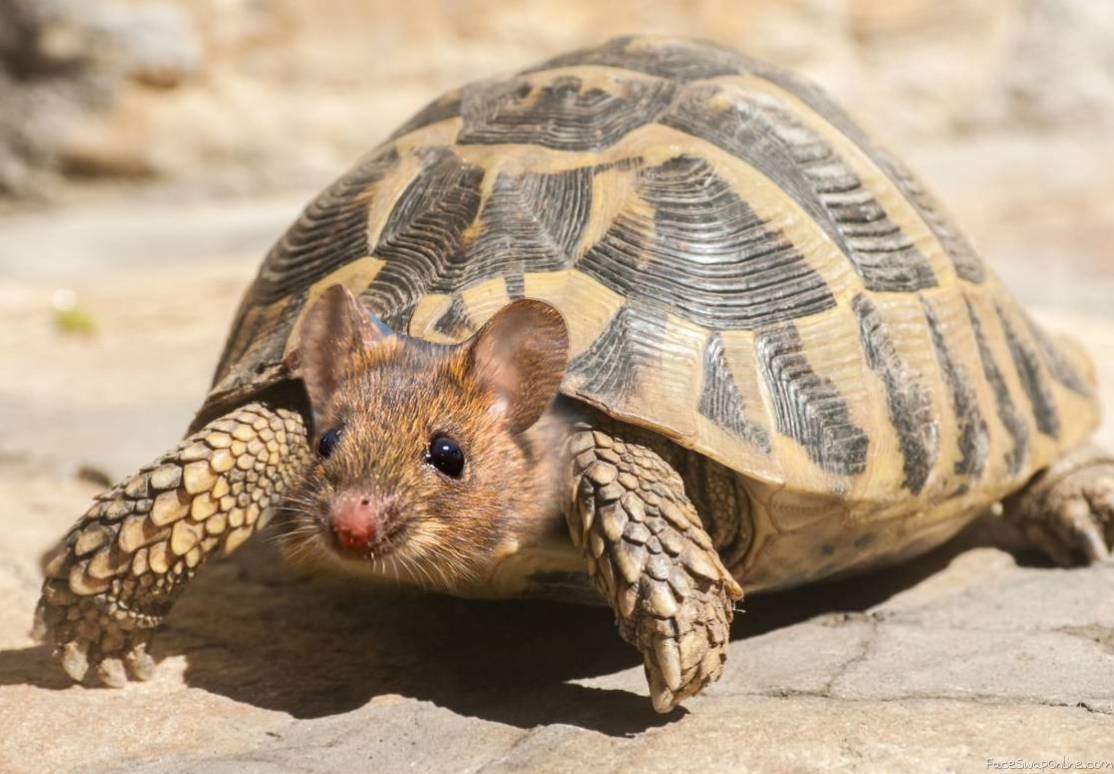 Turtle Mouse Face Swap Online